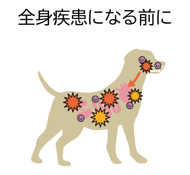 腸内フローラとは？ - 犬との暮らし大百科