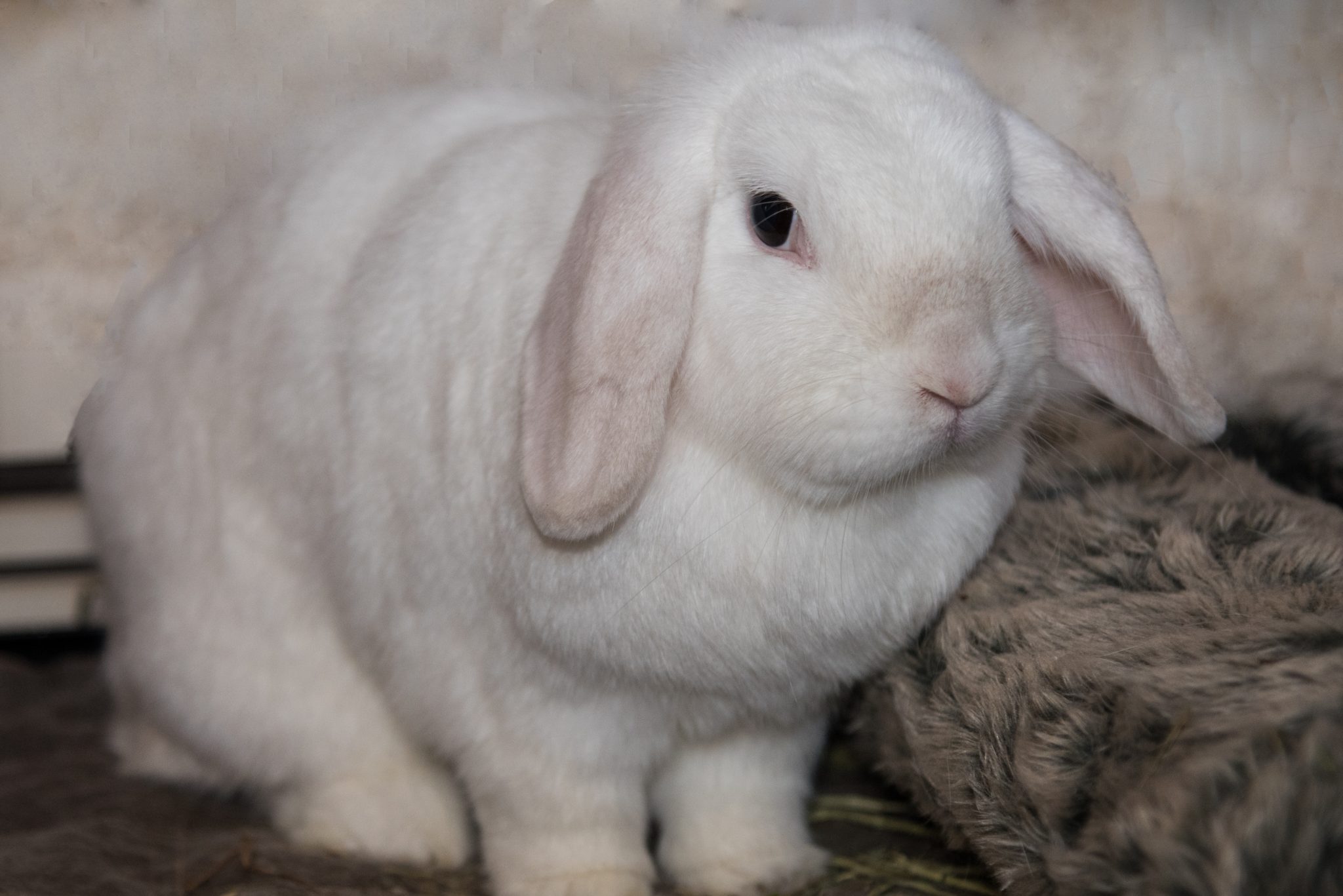 Mini Lop Ear Bunnies Hot Sex Picture